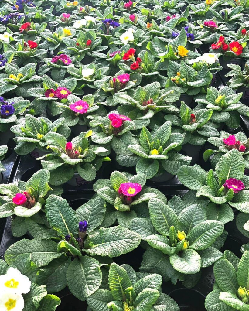 CN Grown – Craigmarloch Nurseries Ltd | Shrubs, Grasses, Topiary ...