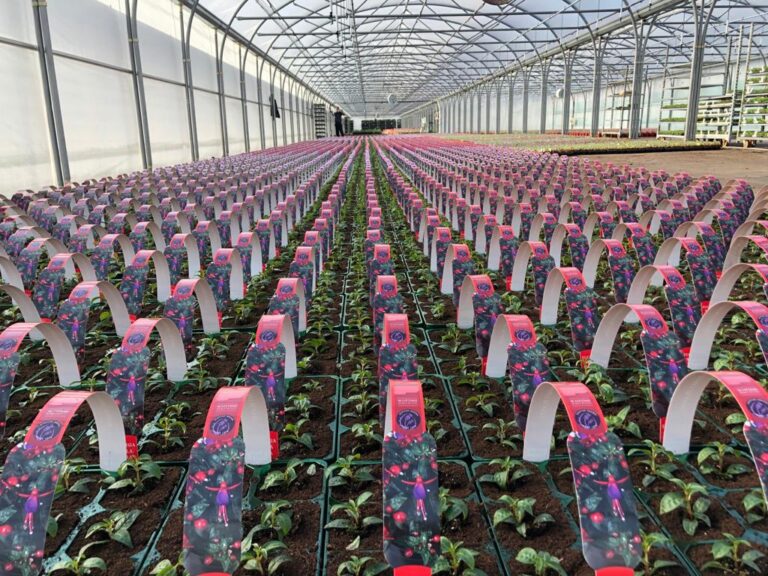 CN Grown – Craigmarloch Nurseries Ltd | Shrubs, Grasses, Topiary ...